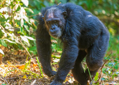 Chimpanzees | Steve Shames Photo Gallery