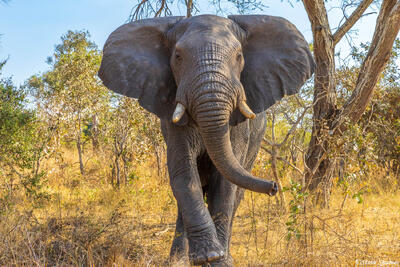 Elephants | Steve Shames Photo Gallery
