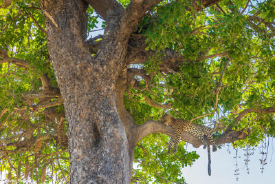 Leopards | Steve Shames Photo Gallery