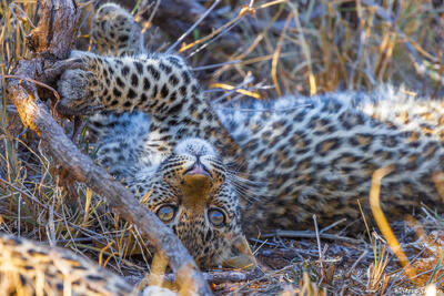 Leopards | Steve Shames Photo Gallery