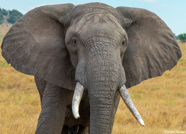 Serengeti-Elephant Close Up | Serengeti National Park, Tanzania 2020 ...