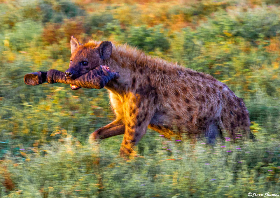 Hyenas | Steve Shames Photo Gallery