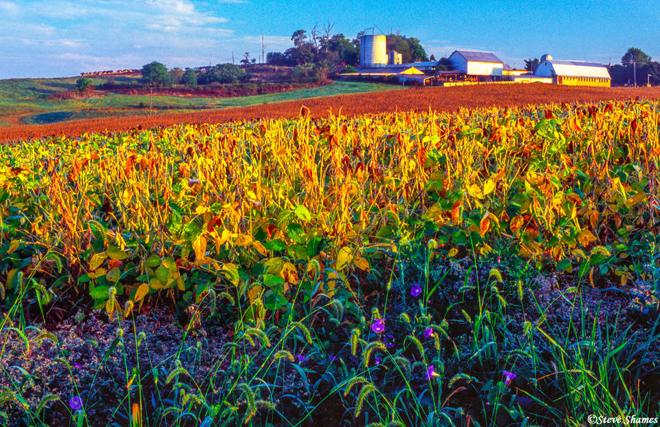 Maryland Farm | Maryland farmlands | Steve Shames Photo Gallery