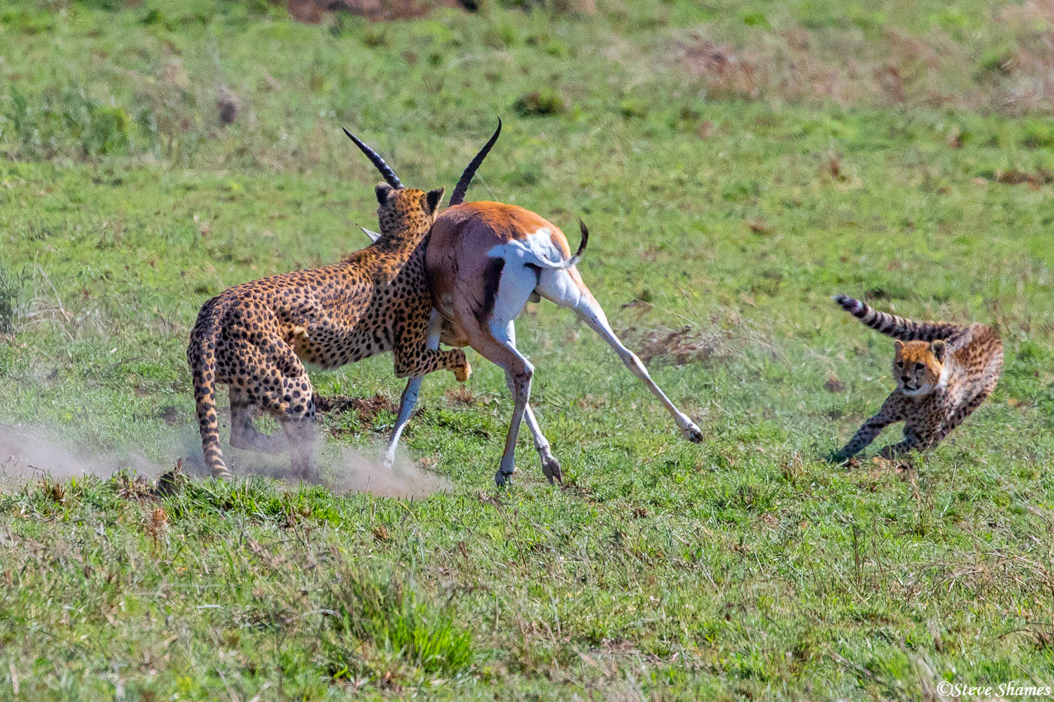 Africa-Cheetah Chase 10 | Serengeti National Park, Tanzania 2021 ...