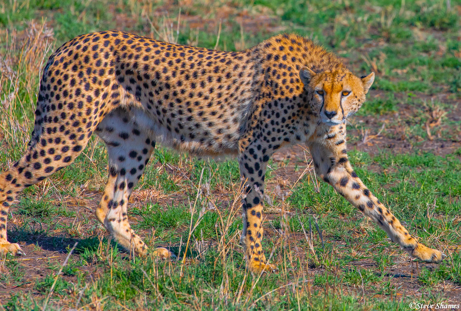Africa-Large Male Cheetah | Serengeti National Park, Tanzania 2021 ...