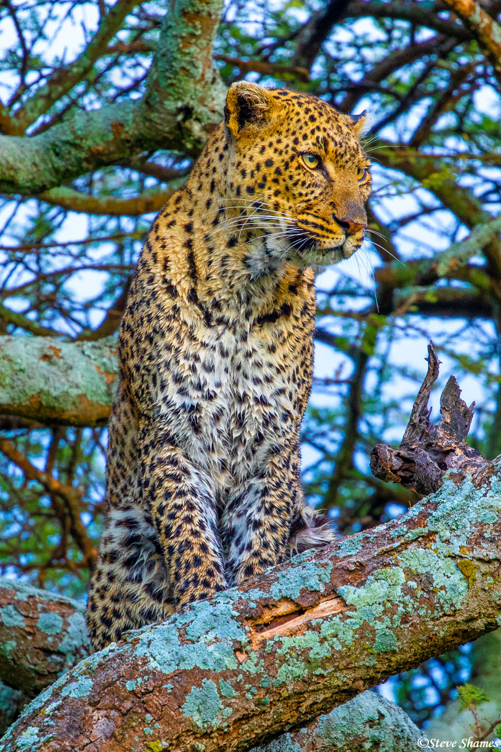 Africa-Treed Leopard | Serengeti National Park, Tanzania 2021 | Steve ...