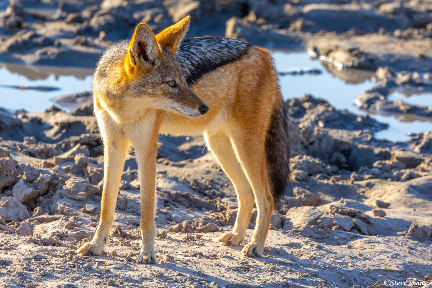 Botswana-Jackal on the Lookout | Savuti, Botswana 2022 | Steve Shames Photo Gallery