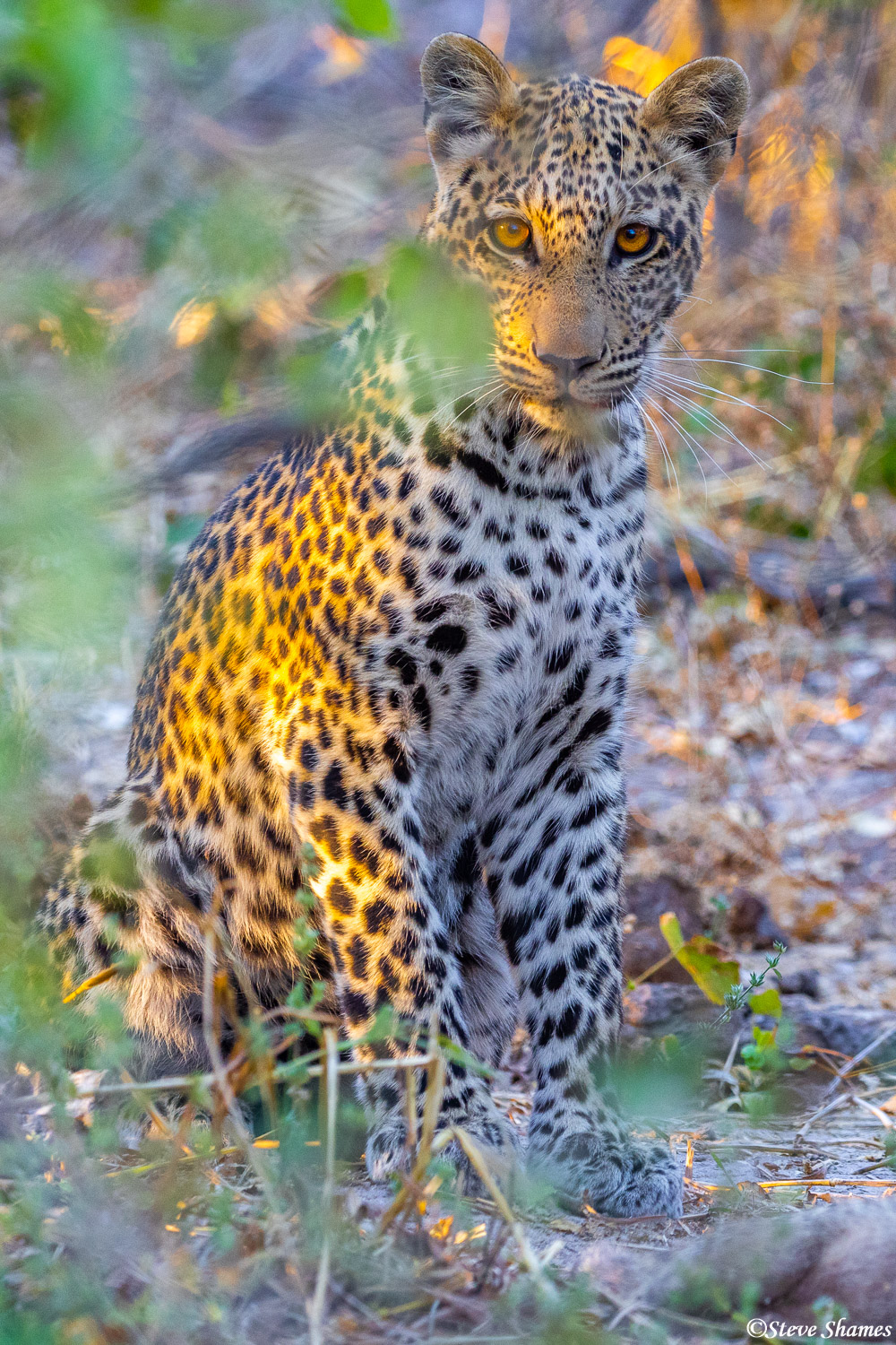 Botswana-Leopard in the Bush | Savuti, Botswana 2022 | Steve Shames ...