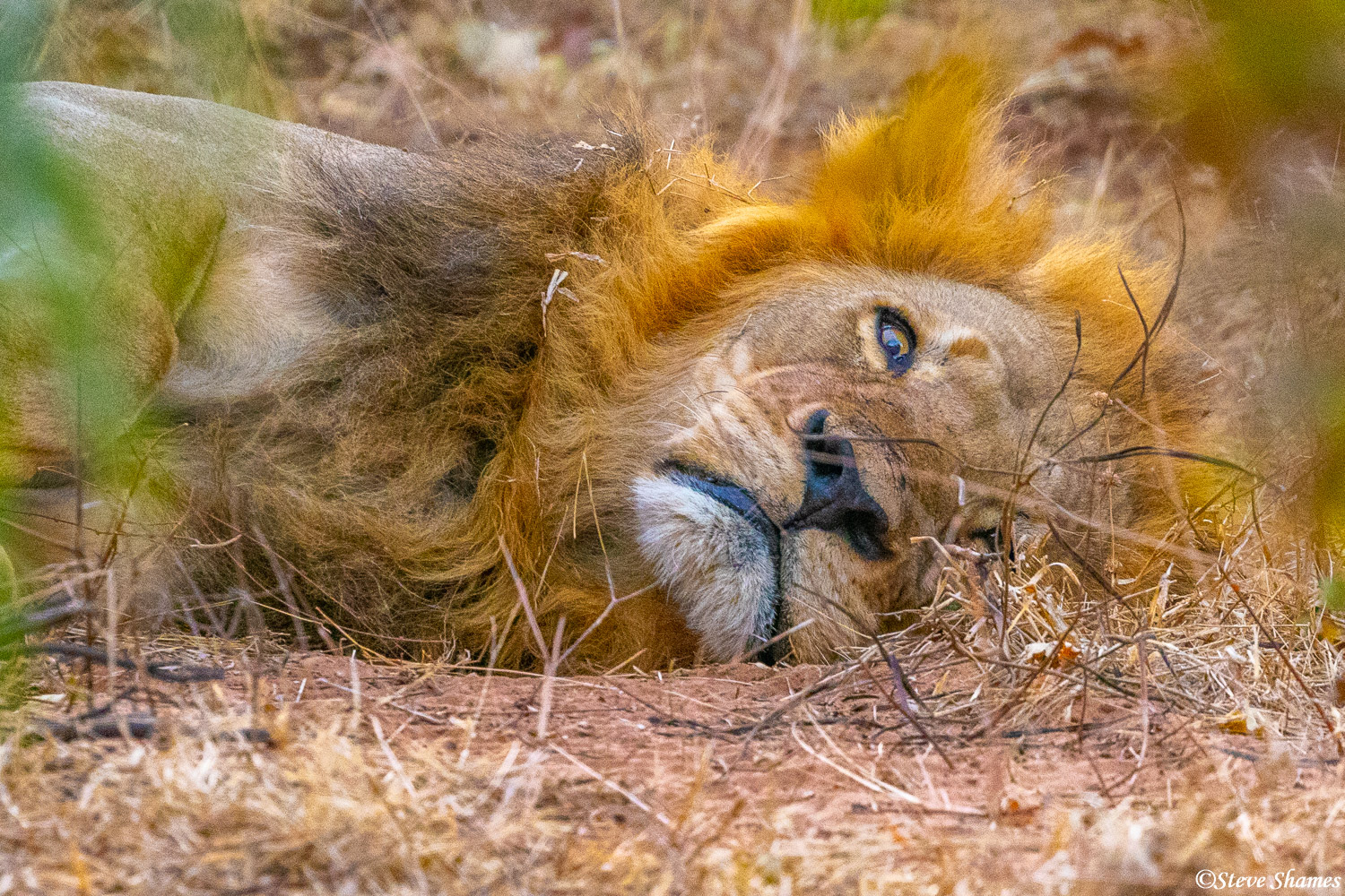 Botswana-Lion in Bush | Chobe National Park, Botswana 2022 | Steve Shames Photo Gallery