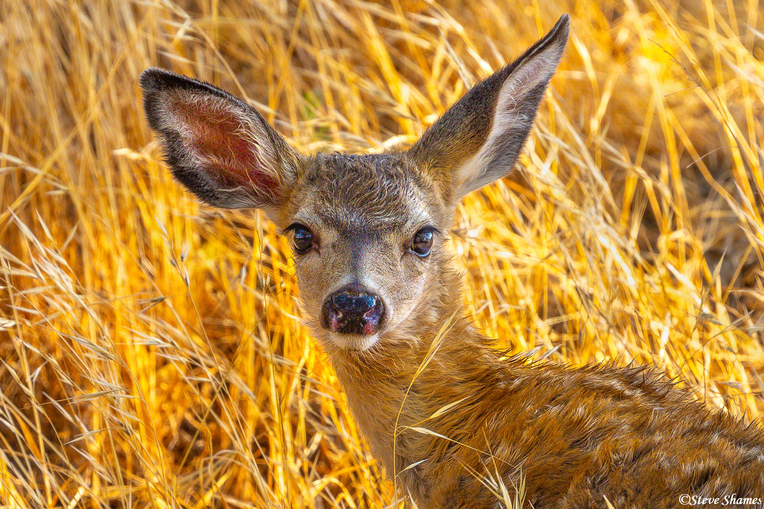 Fawn Portrait | American River Parkway, Sacramento County | Steve ...