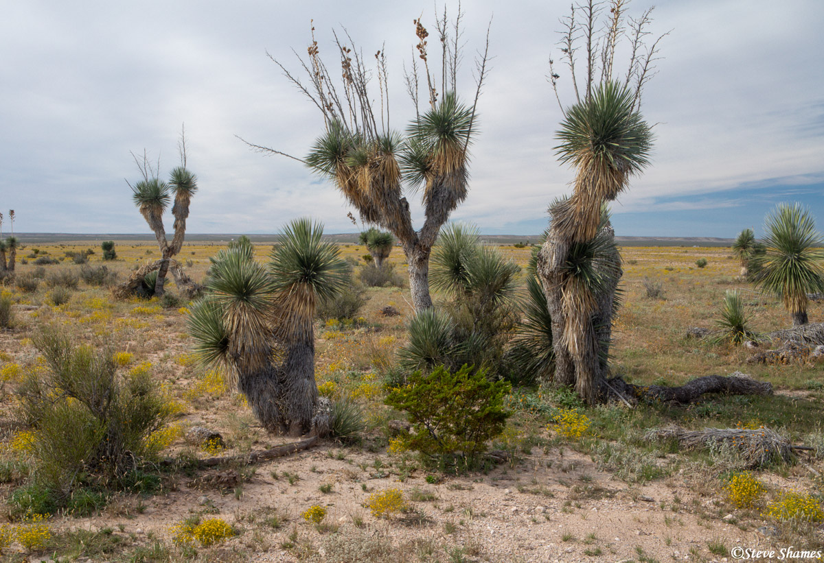 Giant Yucca Plants | Along Highway 62, West Texas | Steve Shames Photo ...