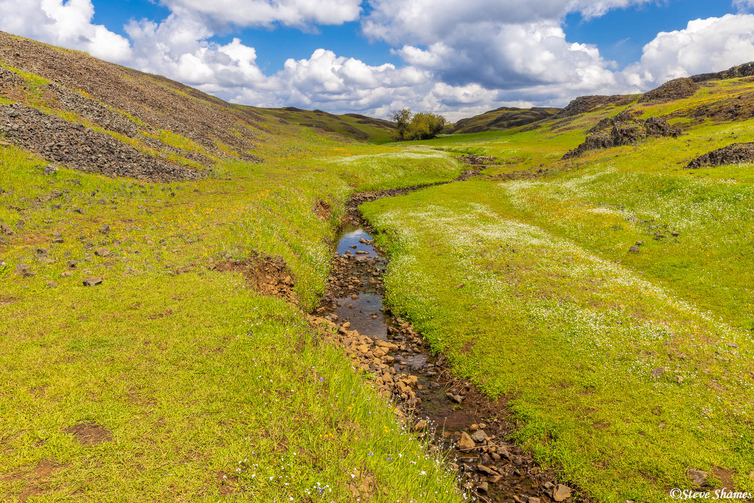 Green Gully | North Table Mountain Reserve, Butte County | Steve Shames ...