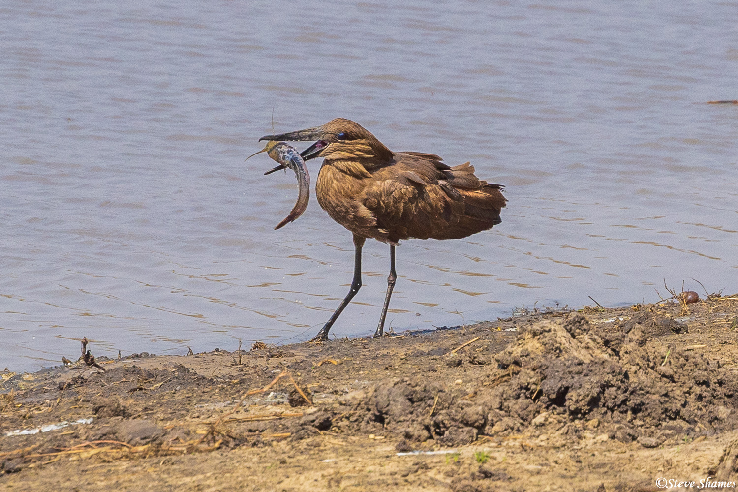 Katavi-Hamerkop Bird | Katavi National Park, Tanzania | Steve Shames ...