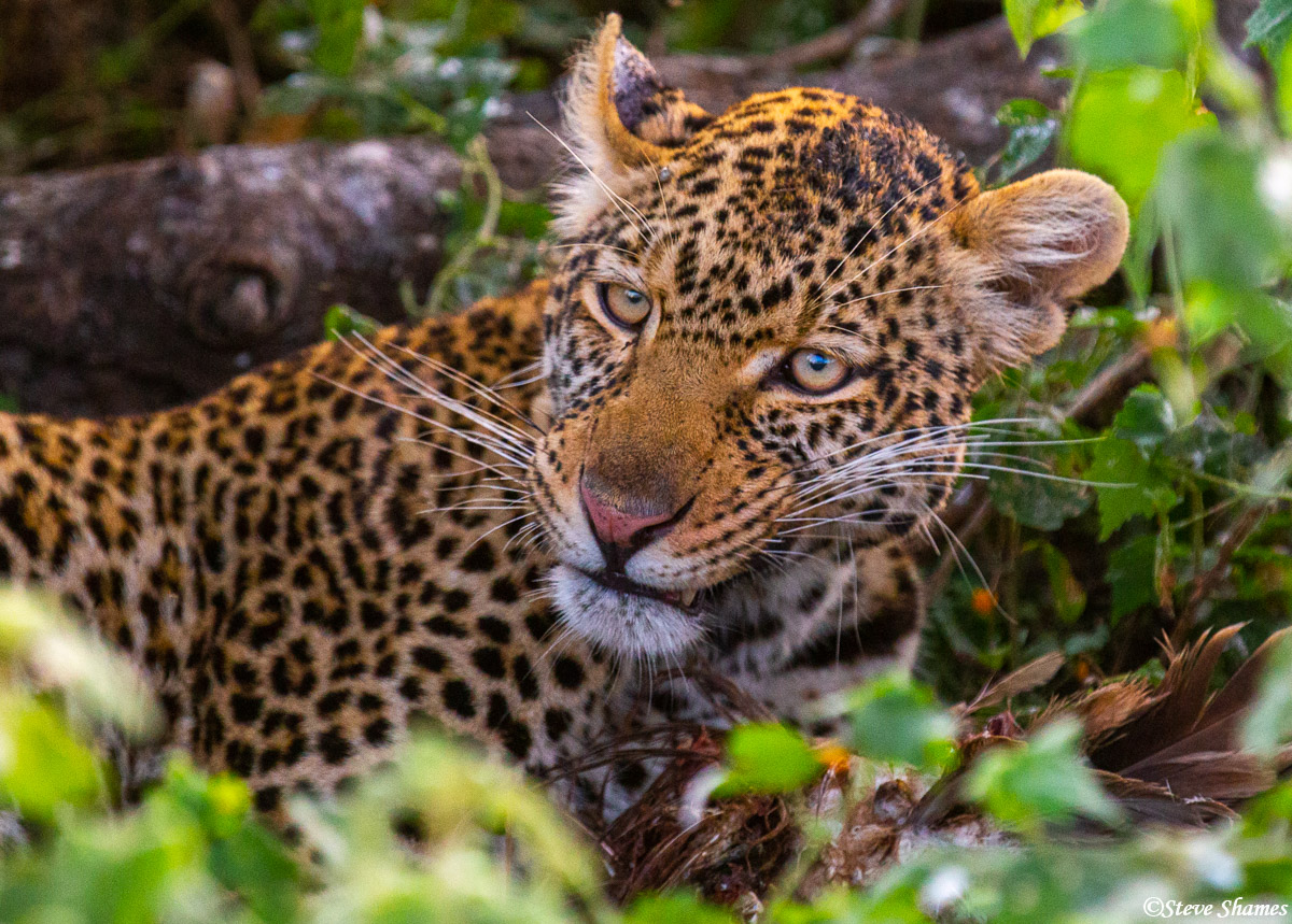 Leopard in Bush | Serengeti National Park, Tanzania 2019 | Steve Shames ...