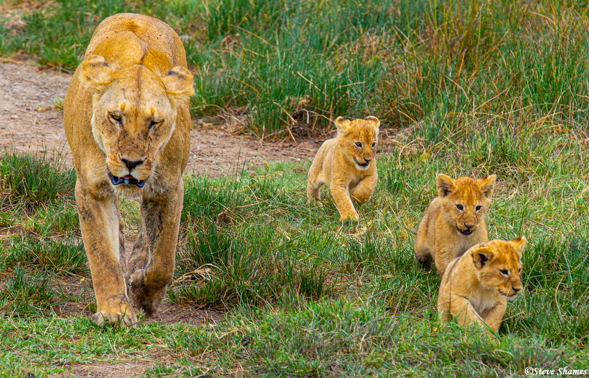 Lioness With Three Cubs | Serengeti National Park, Tanzania 2019 ...