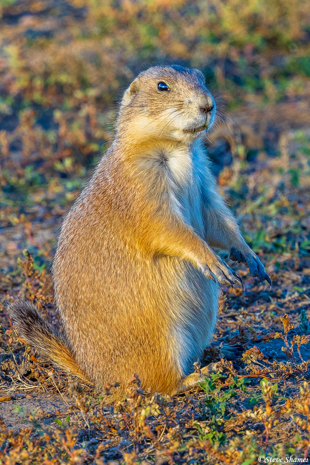 Montana Prairie Dog | Greycliff Prairie Dog Town State Park, Montana ...