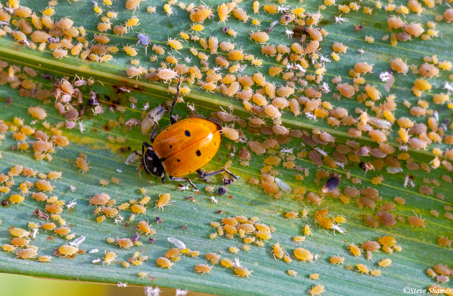 Prowling Lady Bug | Sacramento County, California | Steve Shames Photo ...