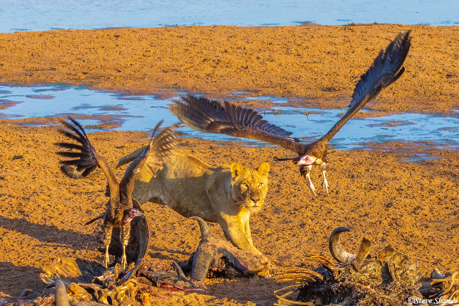 Ruaha-Chasing Away Vultures | Ruaha National Park, Tanzania | Steve ...