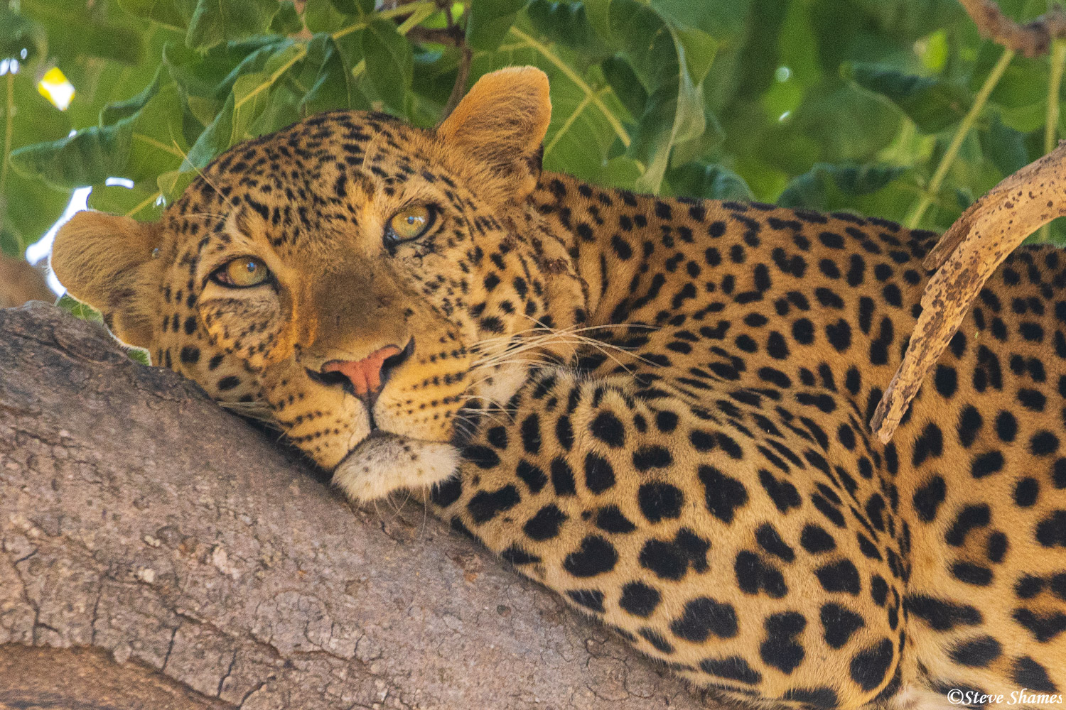 Ruaha-Leopard Close Up | Ruaha National Park, Tanzania | Steve Shames ...