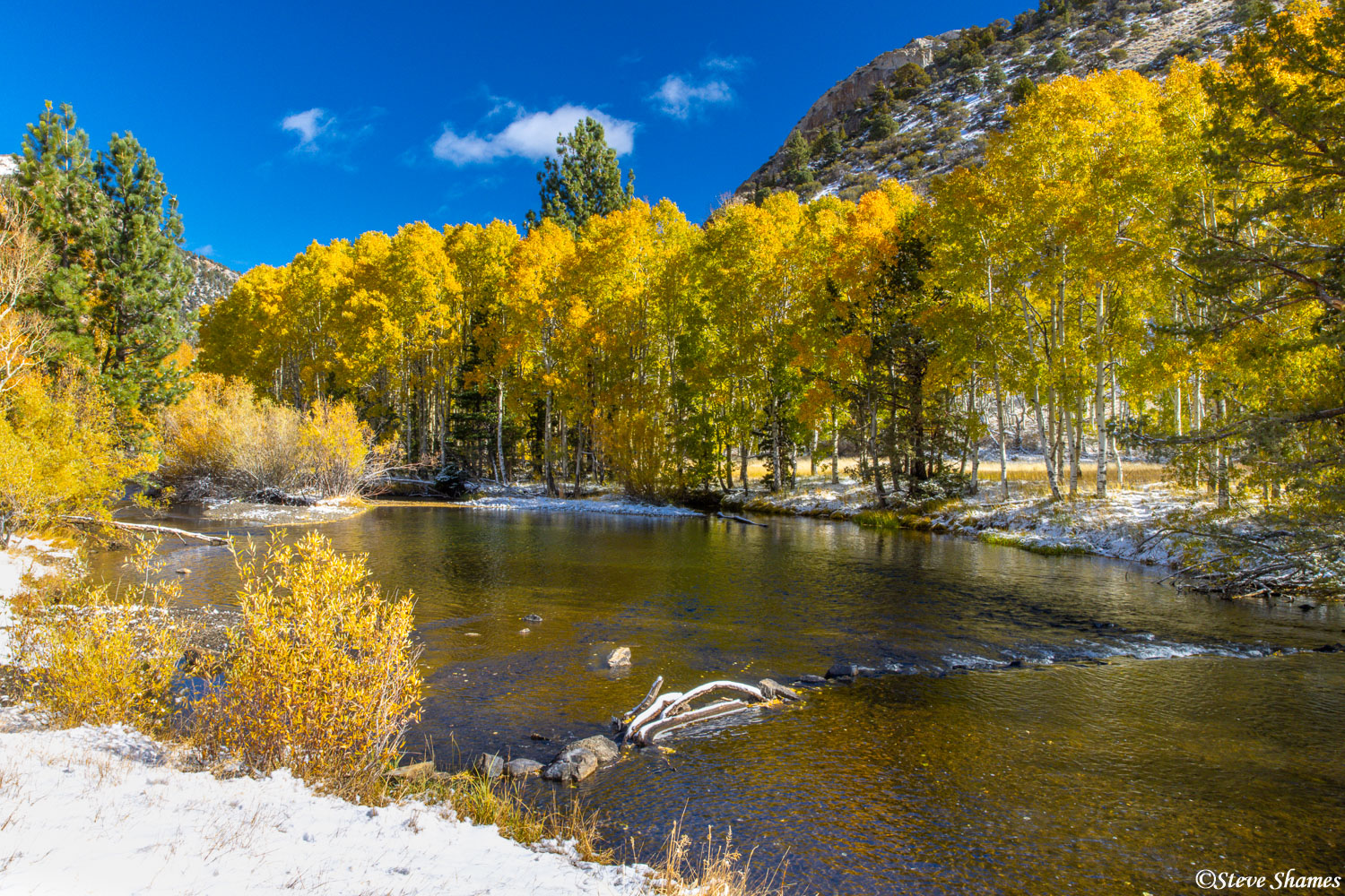 Rush Creek Aspen Trees | Mono County, California | Steve Shames Photo ...