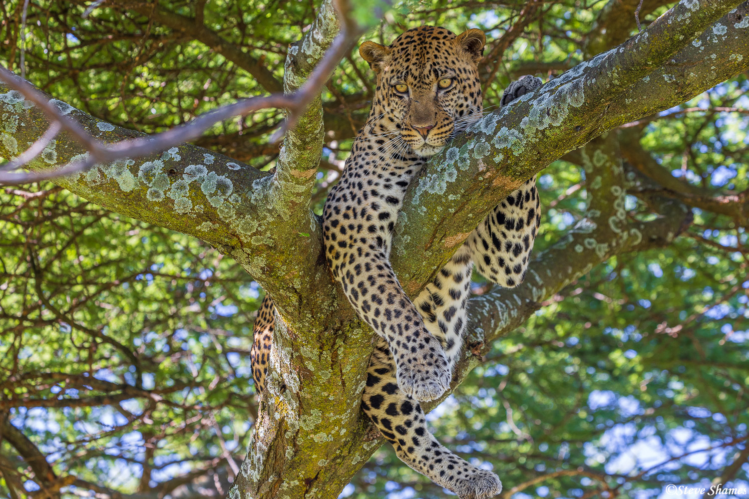 Serengeti--Leopard Relaxing in Tree | Serengeti National Park, Tanzania 2024 | Steve Shames ...