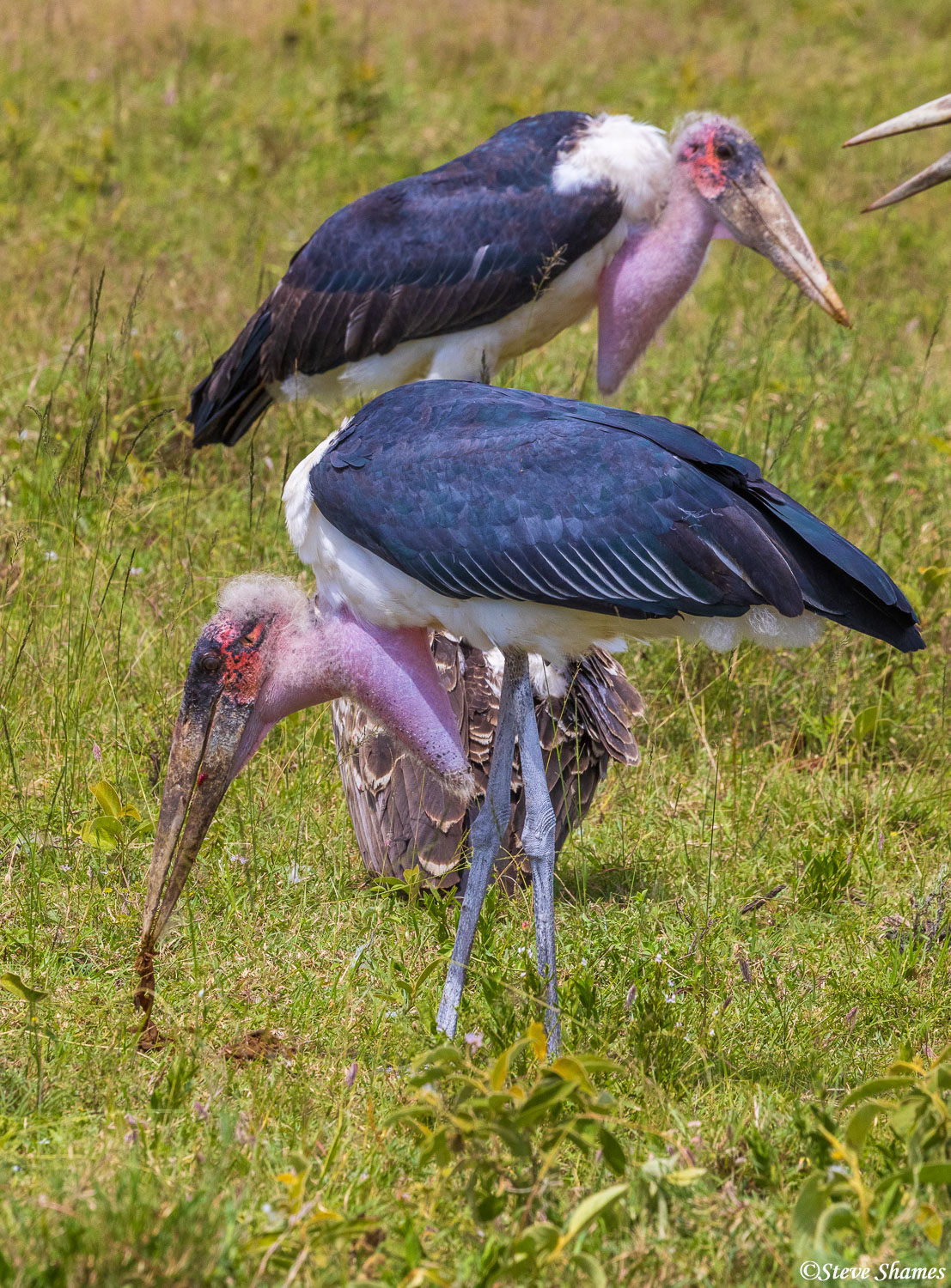 Serengeti--Marabou Storks | Serengeti National Park, Tanzania 2024 ...