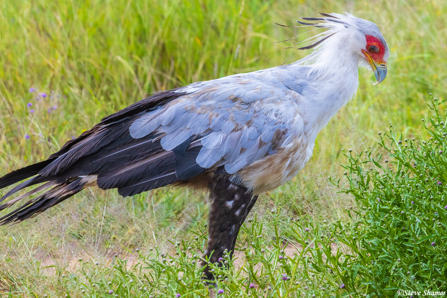 Serengeti--Secretary Bird Hunting | Serengeti National Park, Tanzania ...
