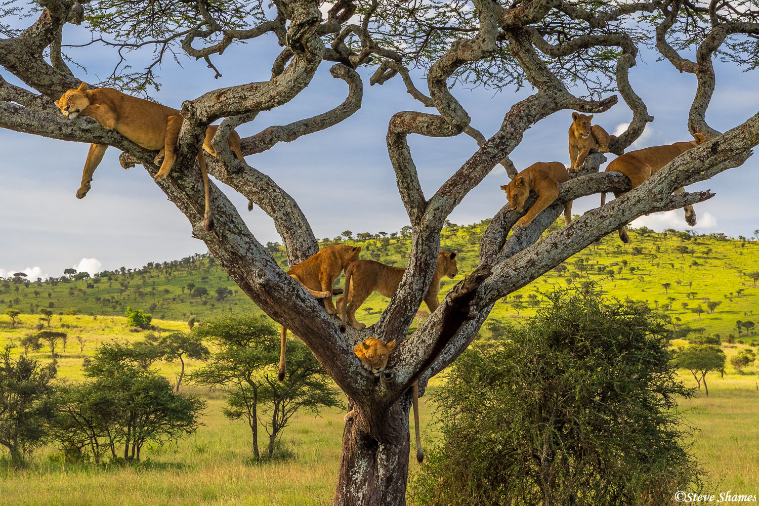 Serengeti--Tree of Lions | Serengeti National Park, Tanzania 2024 ...