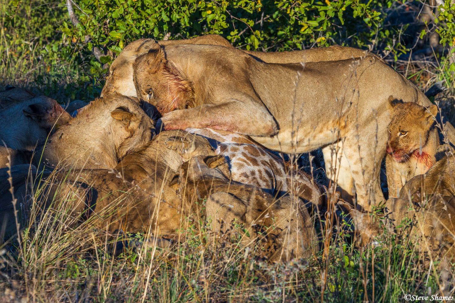 Timbavati-Lion Feeding Frenzy | Timbavati Private Game Reserve, South ...