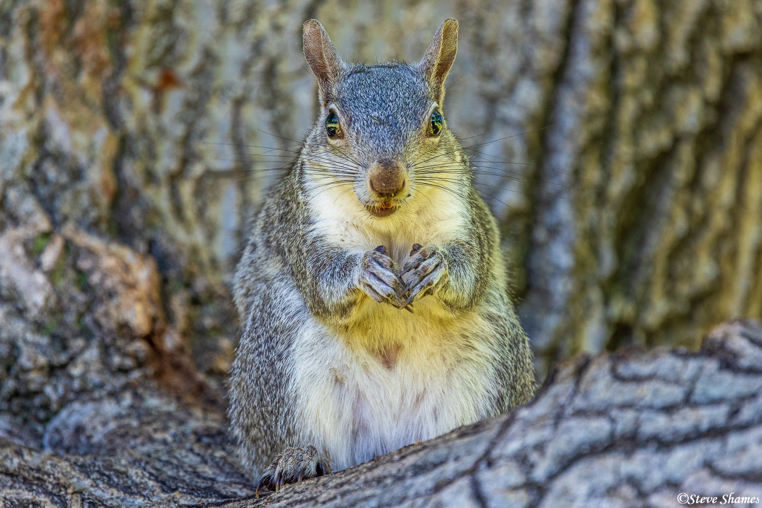 Tree Squirrel | Sacramento County, California | Steve Shames Photo Gallery