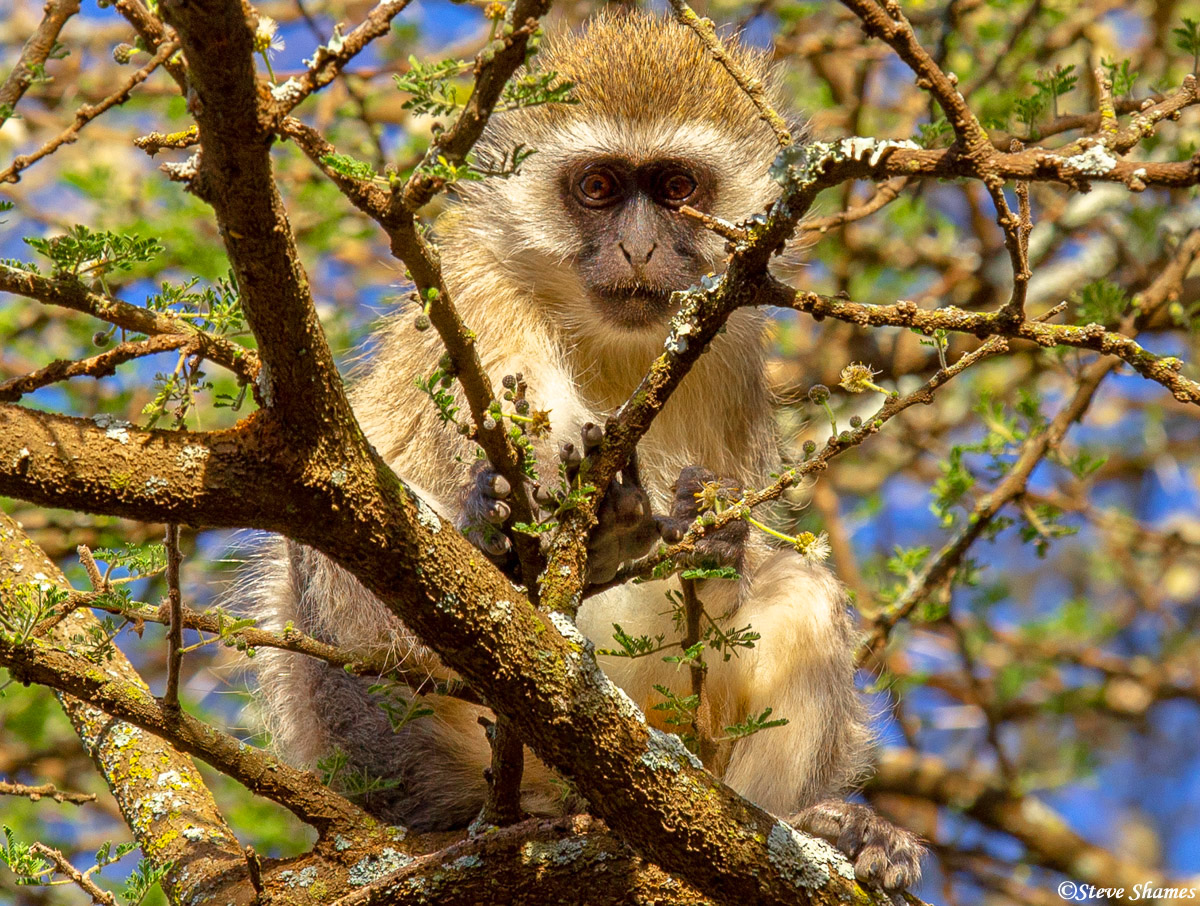 Vervet Monkey Staring | Serengeti National Park, Tanzania 2019 | Steve ...