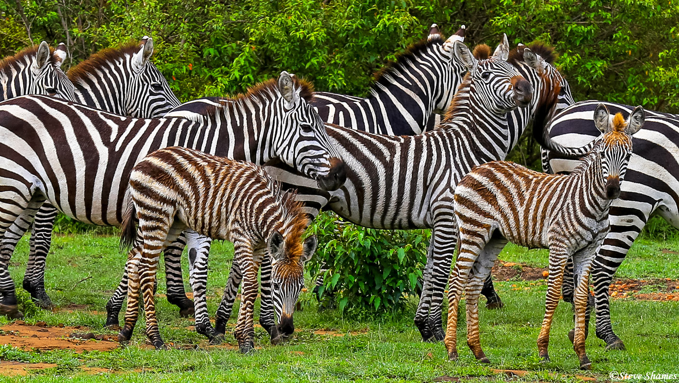 Zebras Masai Mara | Masai Mara National Reserve, Kenya 2018 | Steve ...